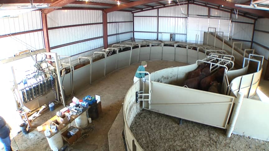 Custom Drafted Cattle Facilities | Brute Cattle Equipment